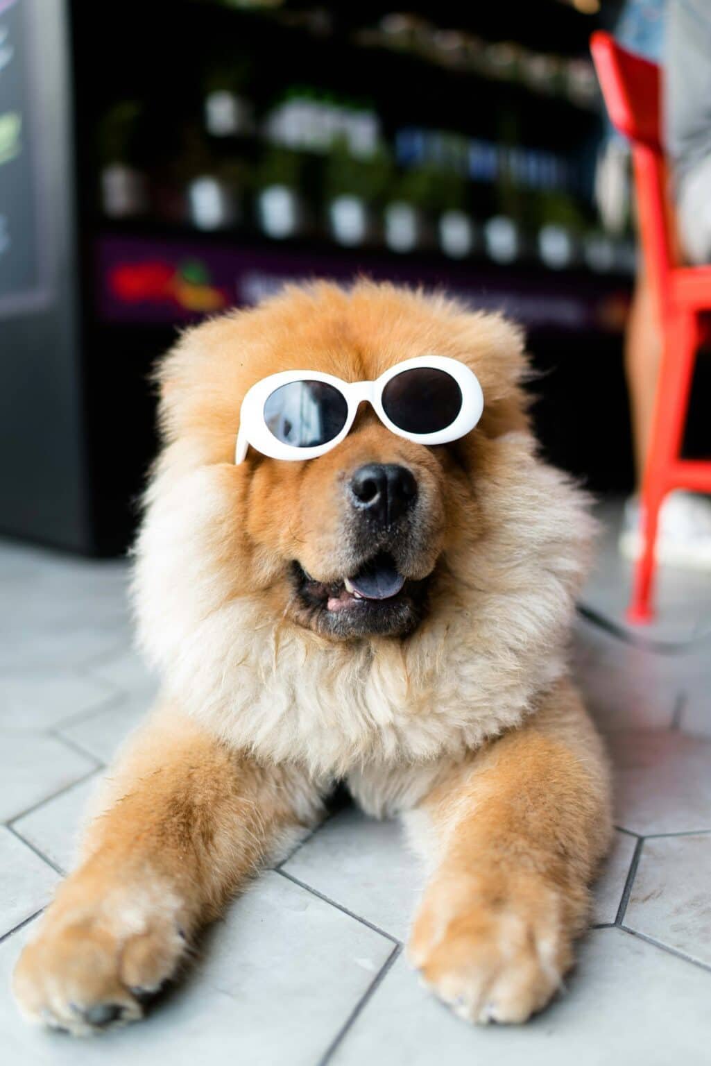 Barking Dog Alehouse - Seattle - Seek Seattle
