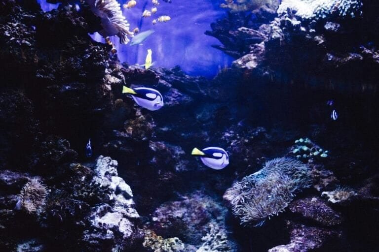 What To See And Do At The Seattle Aquarium’s Latest Exhibits - Seek Seattle