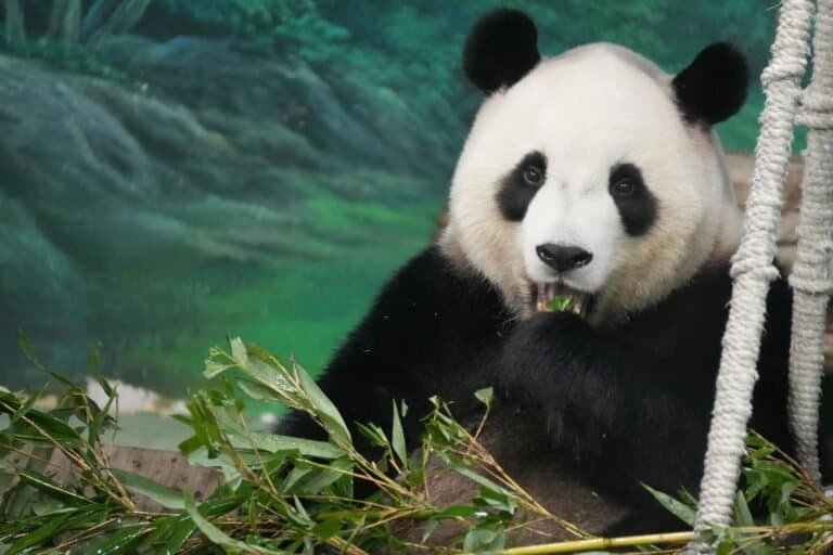 What Can You See At Tacoma’s Point Defiance Park & Zoo? - Seek Seattle