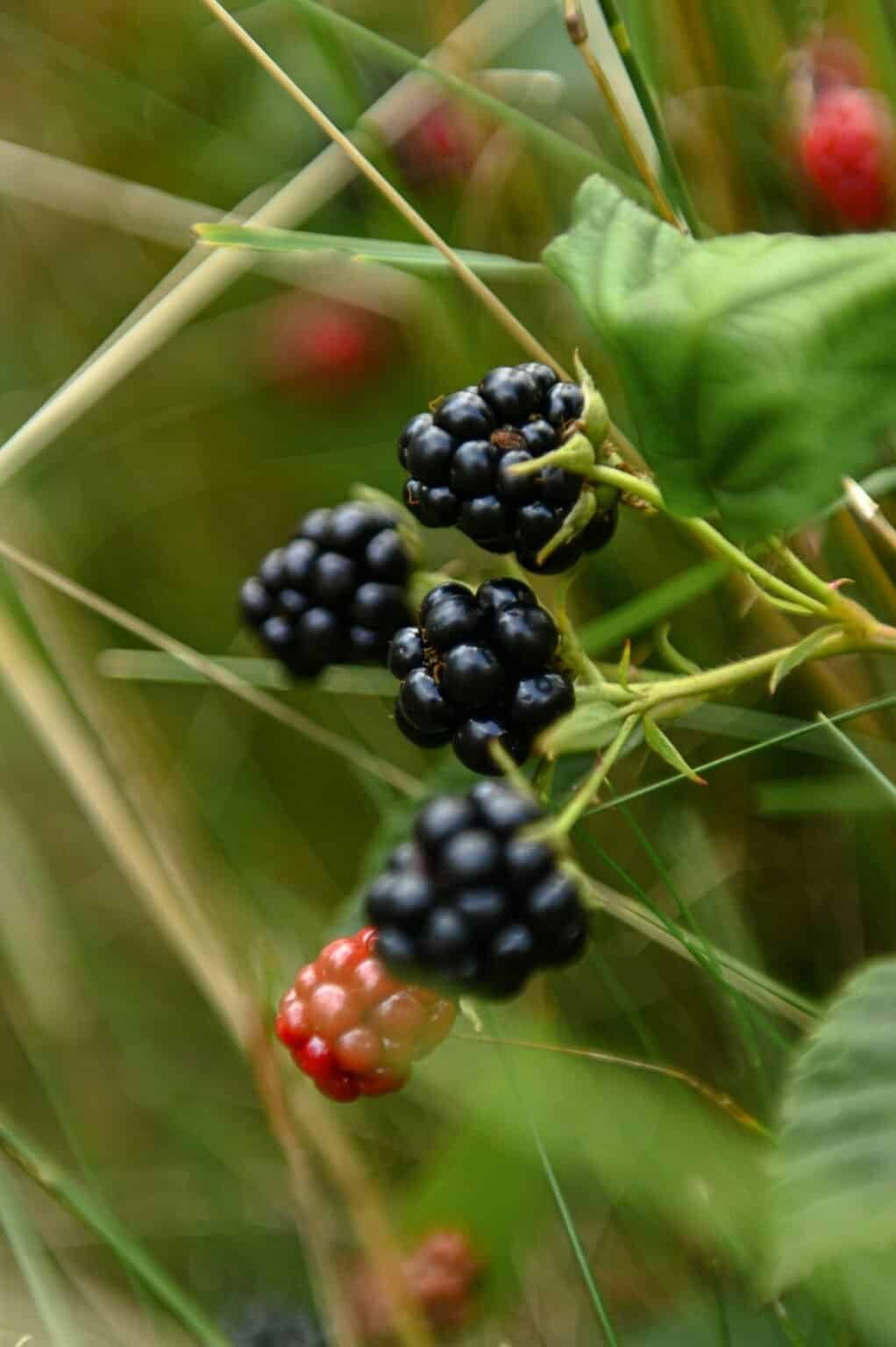 What Is The Beacon Food Forest? - Seek Seattle