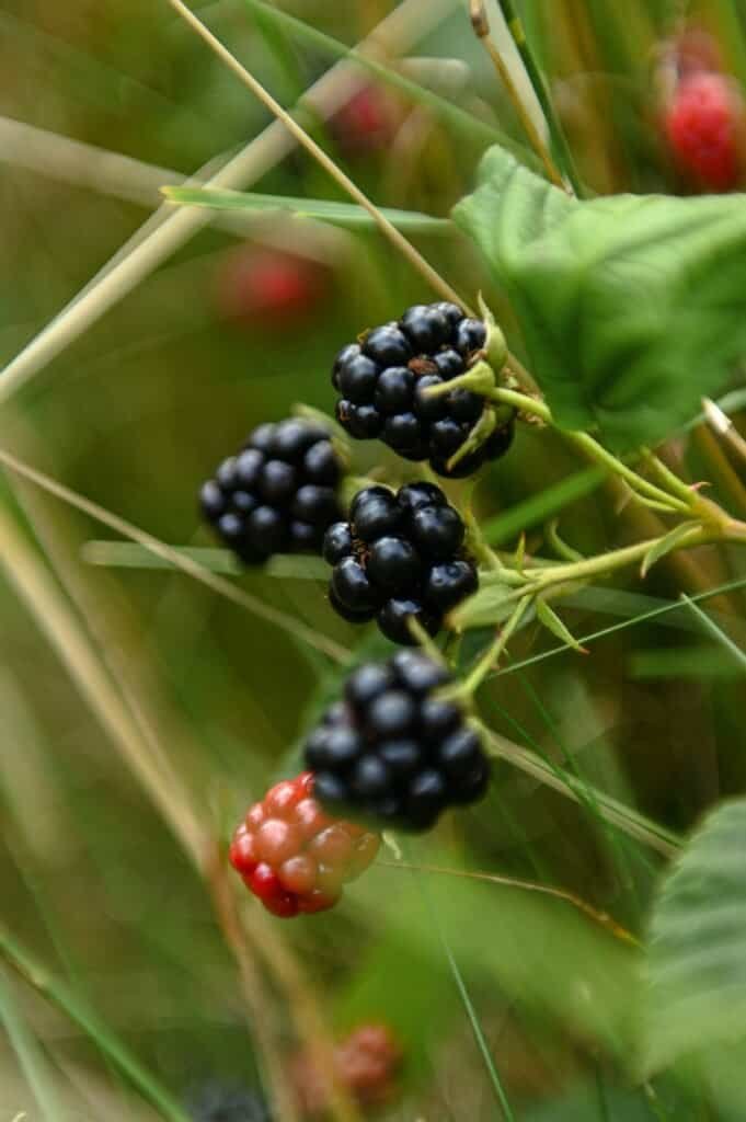 What Is The Beacon Food Forest? - Seek Seattle
